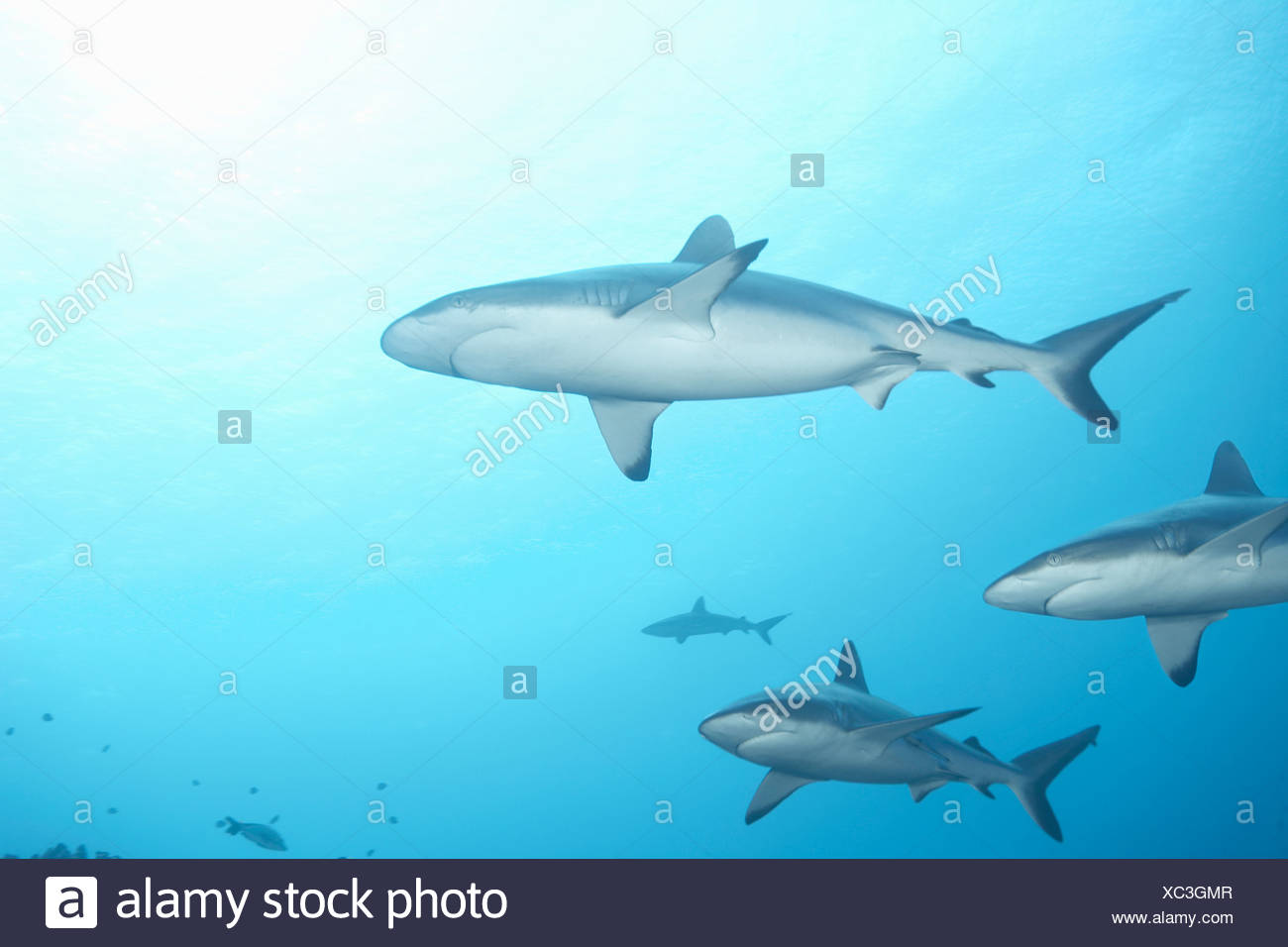 White Tip Shark High Resolution Stock Photography and Images - Alamy