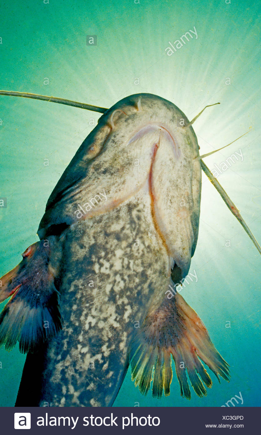 Wels Catfish Europe Stock Photos & Wels Catfish Europe Stock Images - Alamy