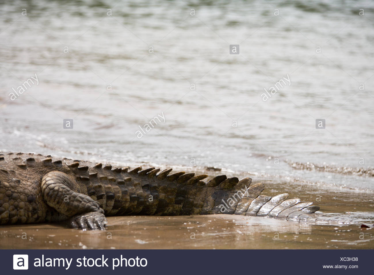 Crocodiles In Water High Resolution Stock Photography and Images - Alamy
