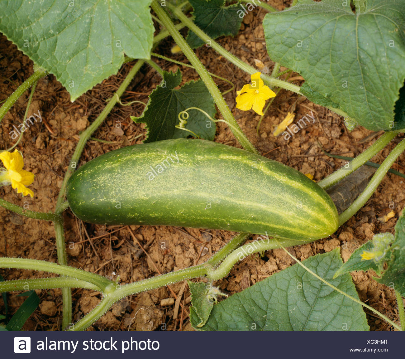Straight Eight Cucumber High Resolution Stock Photography and Images ...