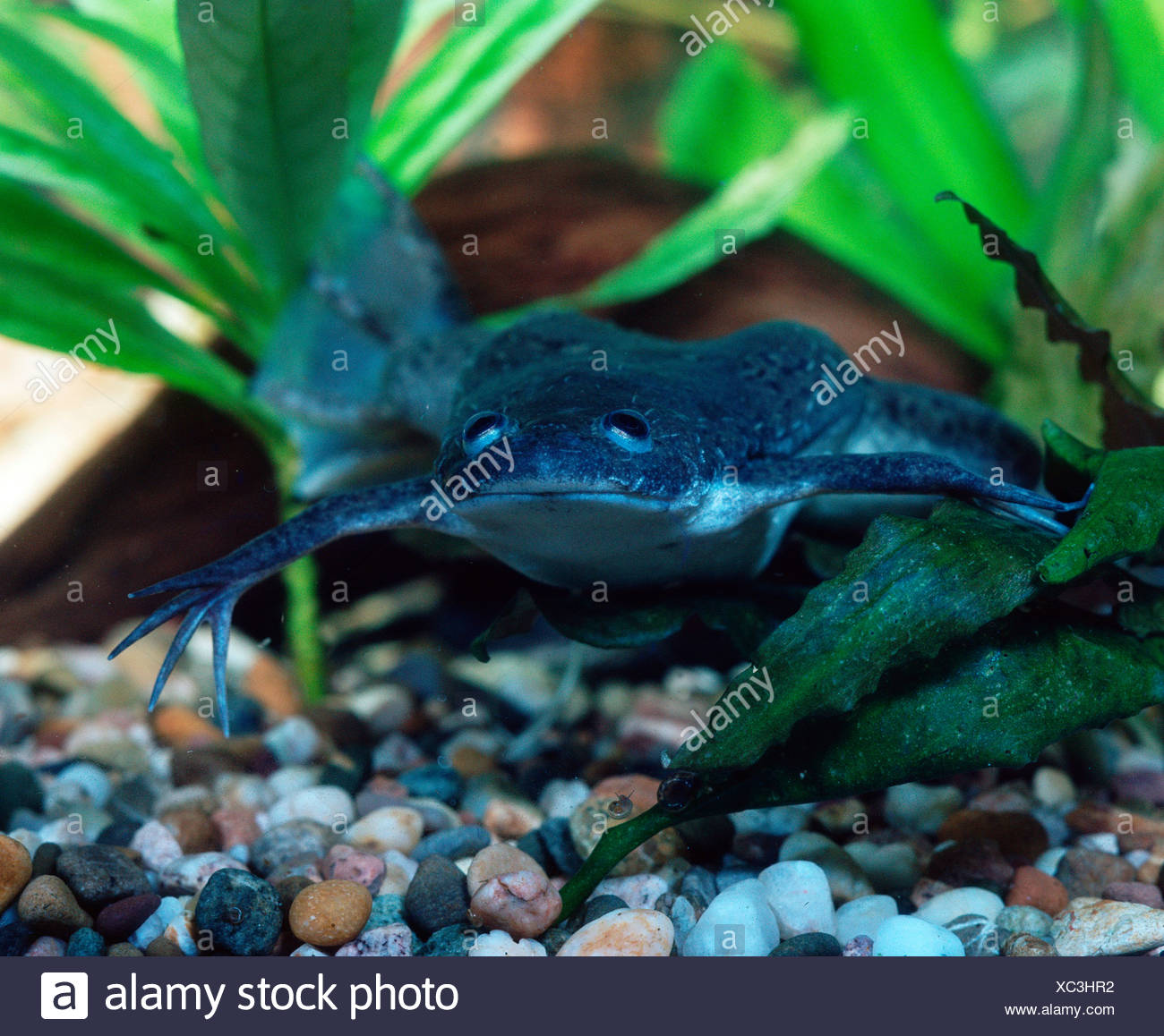 African Clawed Frog Xenopus Laevis High Resolution Stock Photography ...