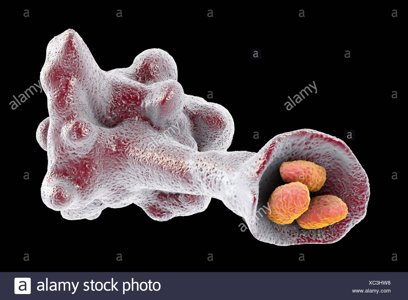 Protozoa Bacteria High Resolution Stock Photography and Images - Alamy