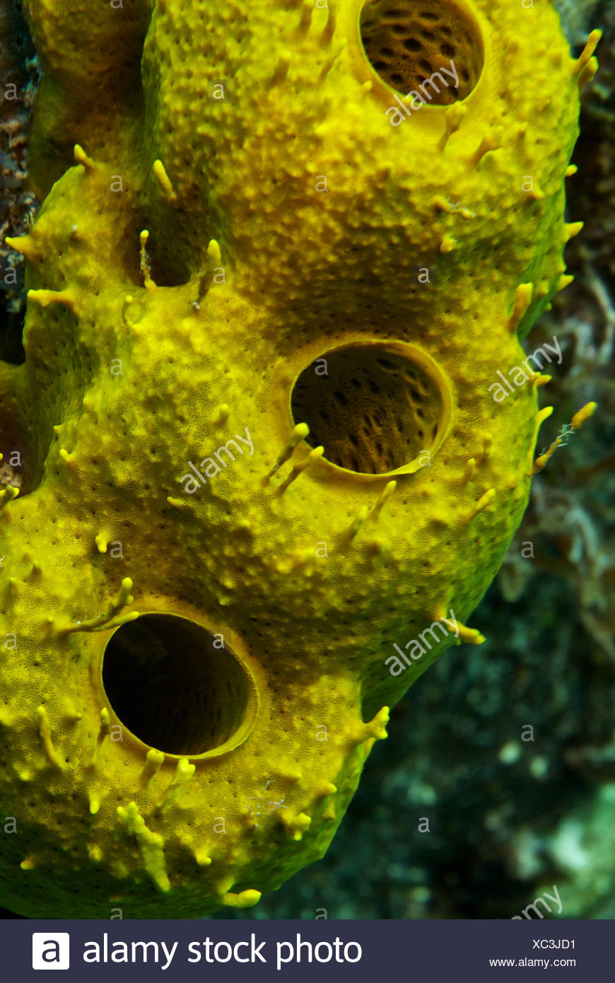 Aplysina Fistularis Stock Photos & Aplysina Fistularis Stock Images - Alamy