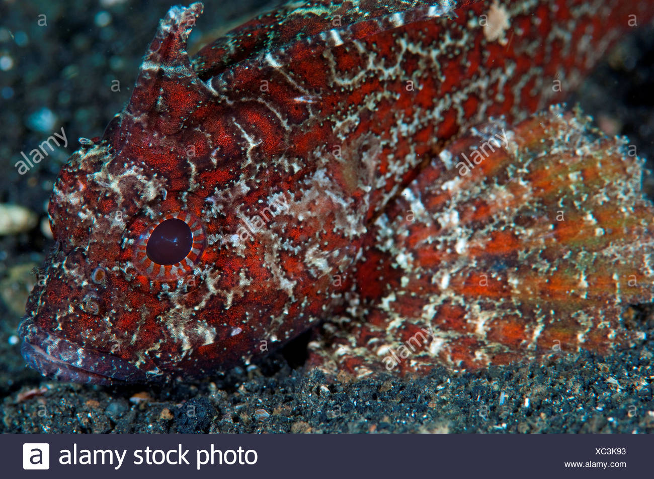 Longispinus Stock Photos & Longispinus Stock Images - Alamy