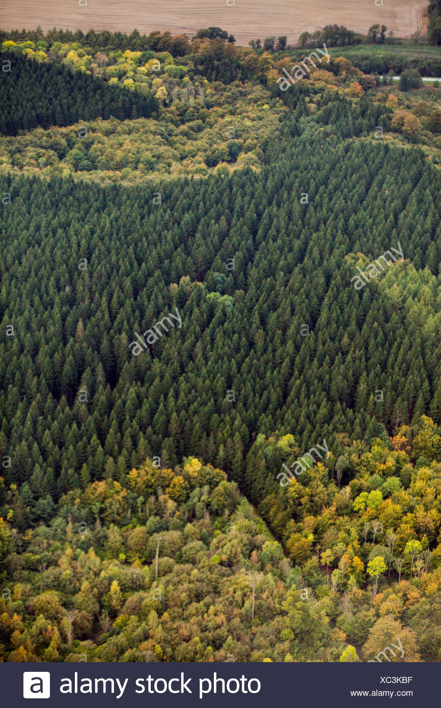 Evergreen Forest High Resolution Stock Photography and Images - Alamy