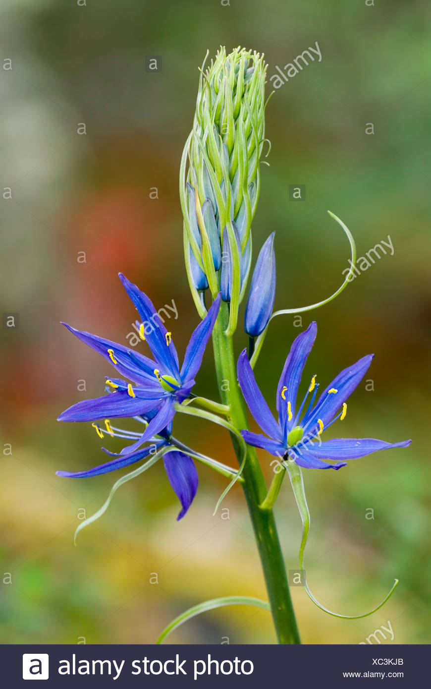 Indian Camas High Resolution Stock Photography and Images - Alamy