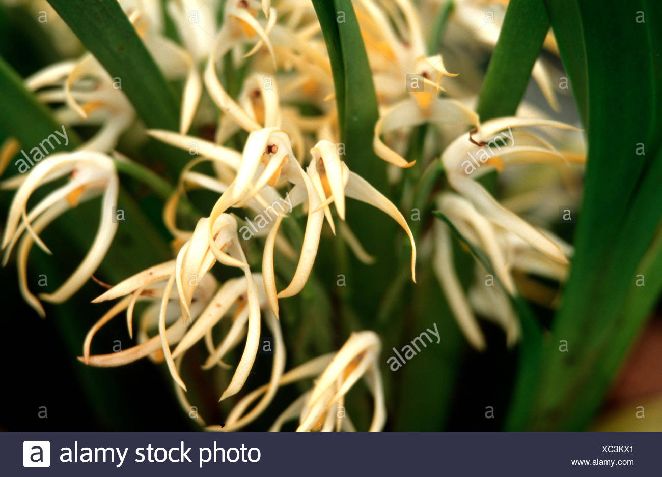 Maxillaria High Resolution Stock Photography and Images - Alamy