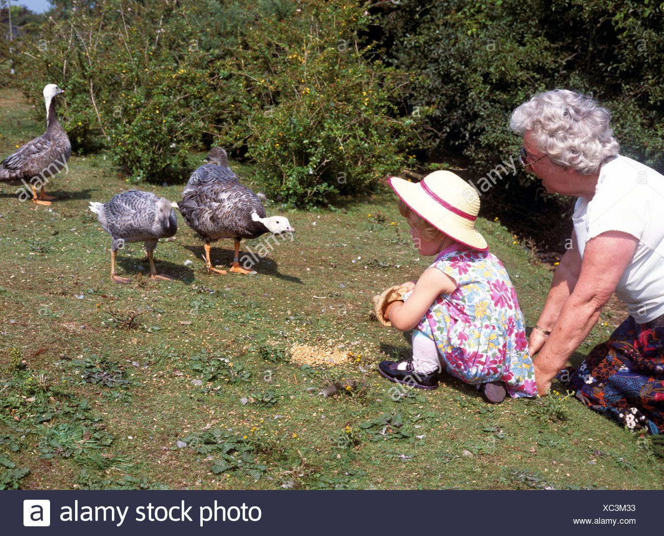 Three Feathers Wales High Resolution Stock Photography and Images - Alamy