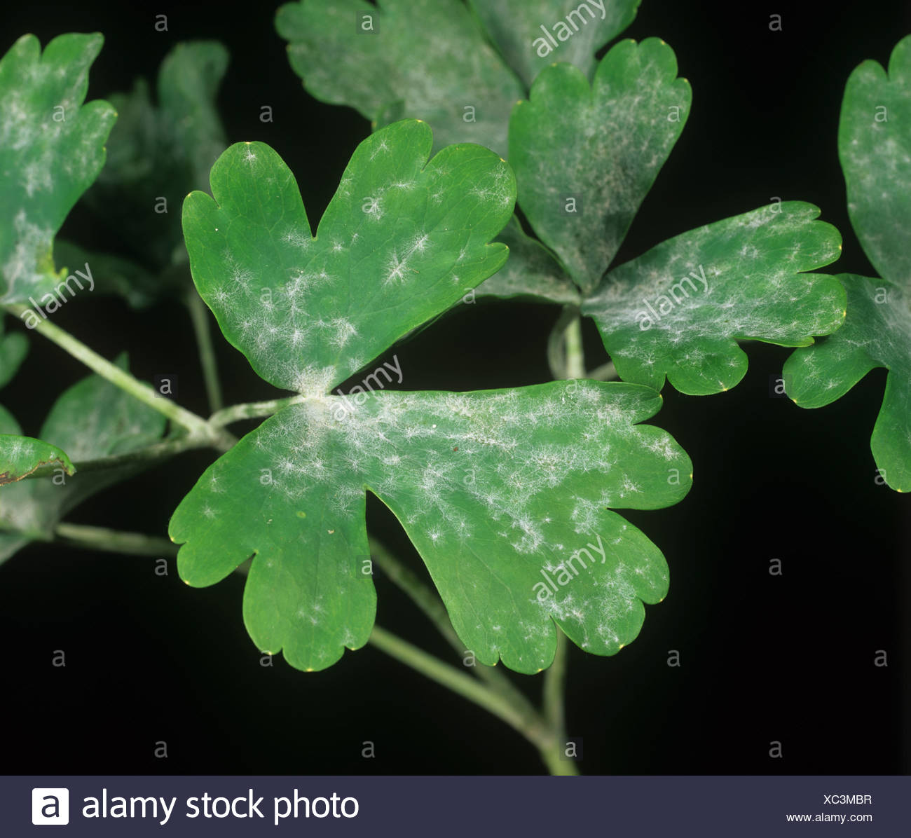 Erysiphe Stock Photos & Erysiphe Stock Images - Alamy