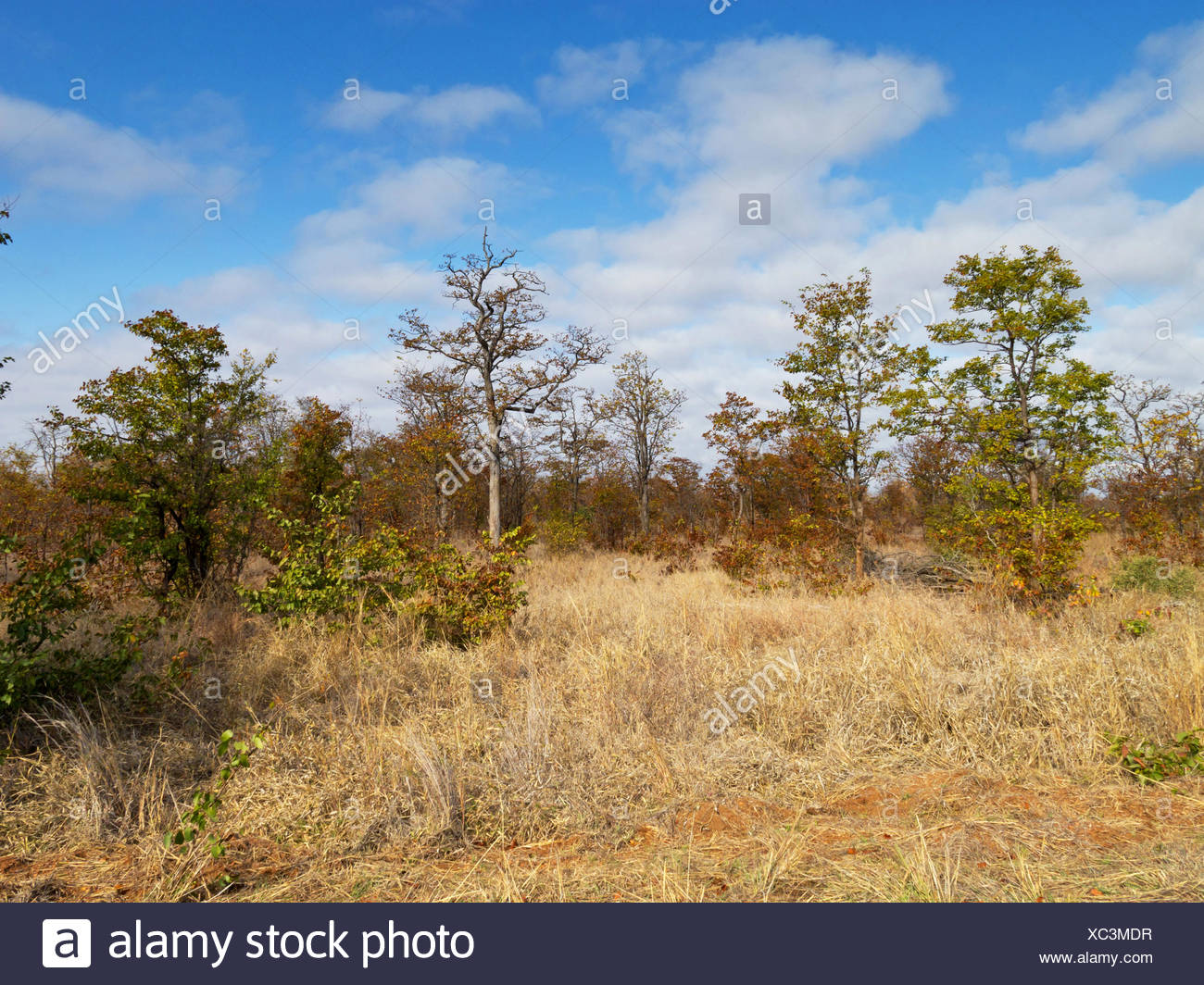 Savanna Tree Shrub Grass High Resolution Stock Photography and Images ...