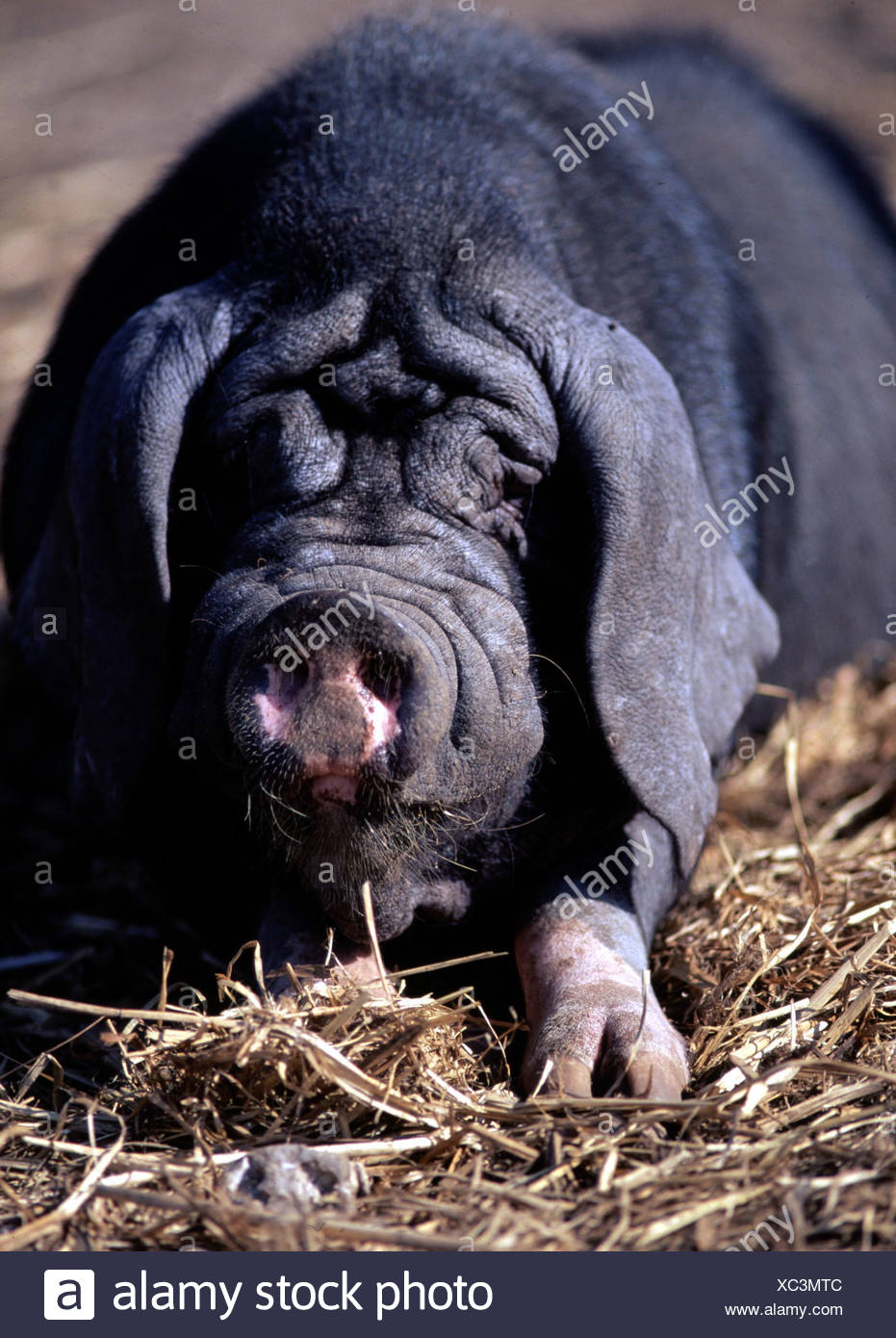 Meishan Pig High Resolution Stock Photography and Images - Alamy