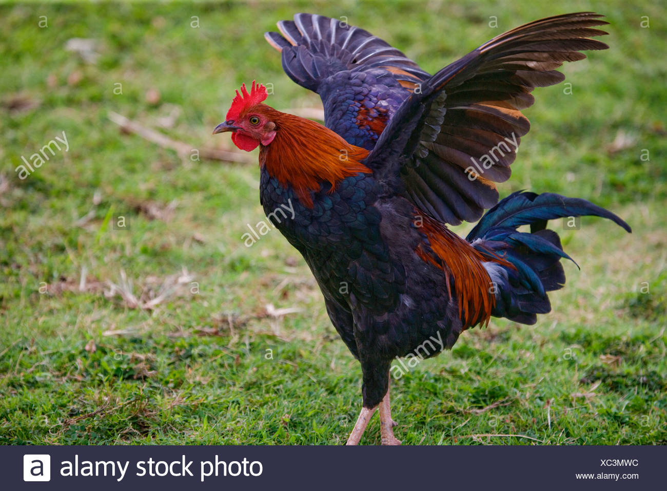 Chicken Flapping Wings Stock Photos & Chicken Flapping Wings Stock ...
