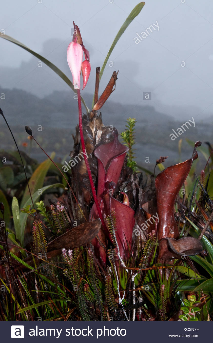 Heliamphora Nutans High Resolution Stock Photography and Images - Alamy