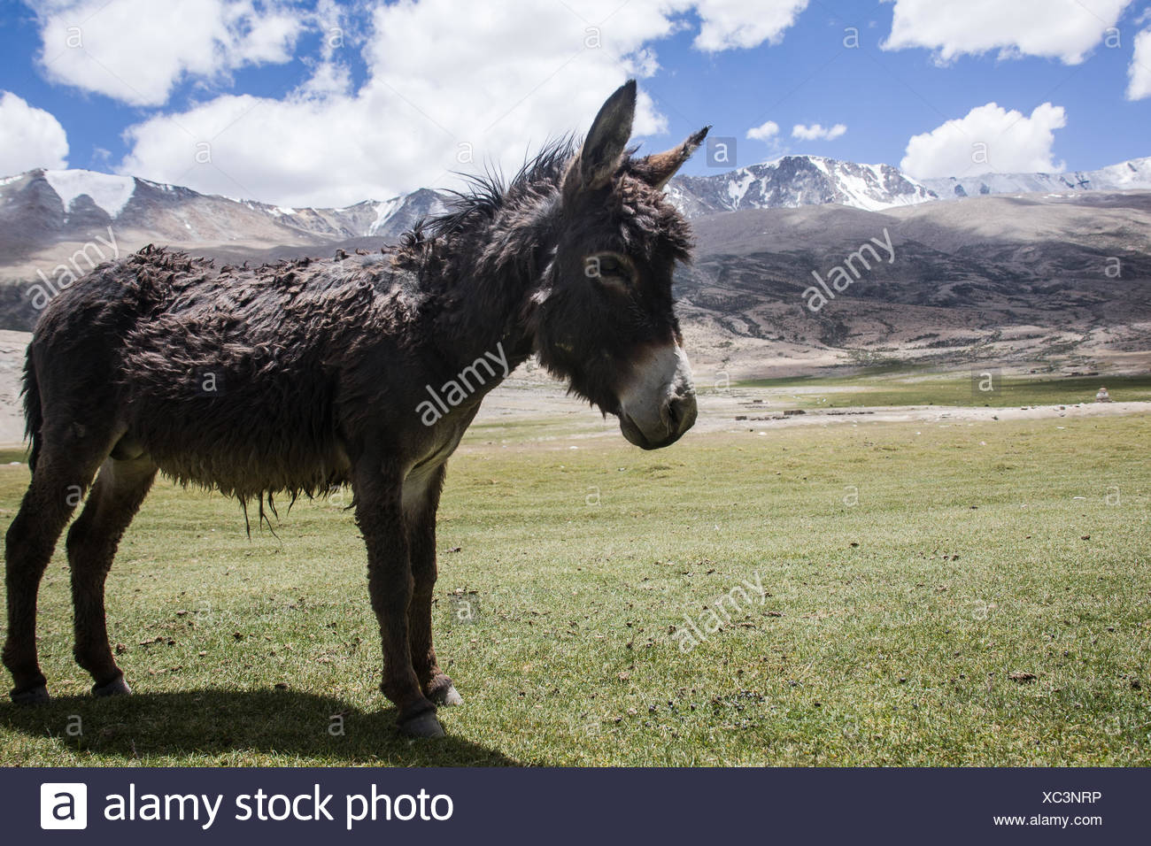 The Donkey High Resolution Stock Photography and Images - Alamy