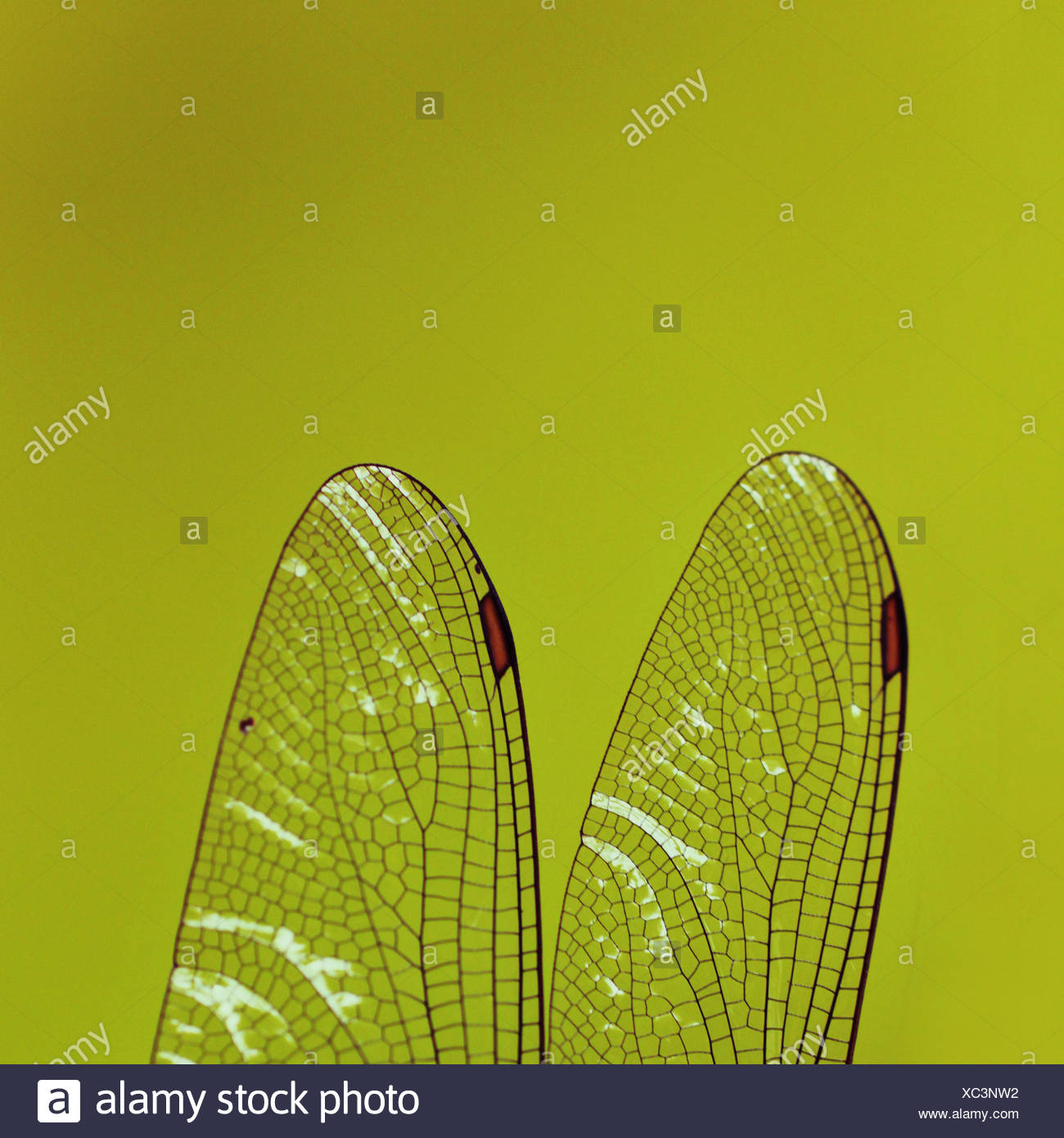 Dragonfly Wings High Resolution Stock Photography and Images - Alamy