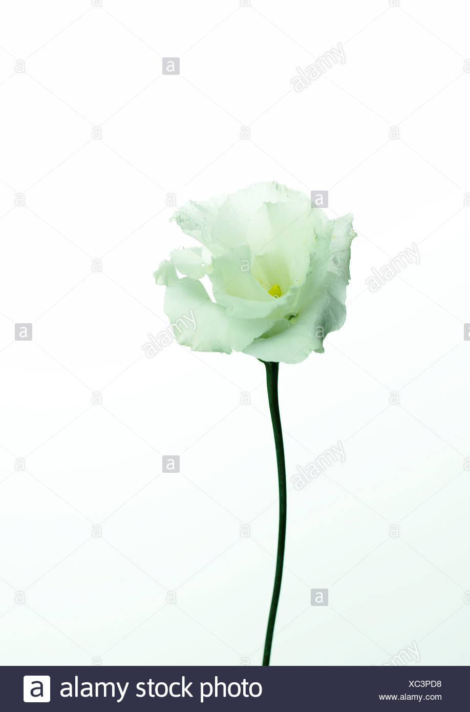 White Nerine High Resolution Stock Photography and Images - Alamy