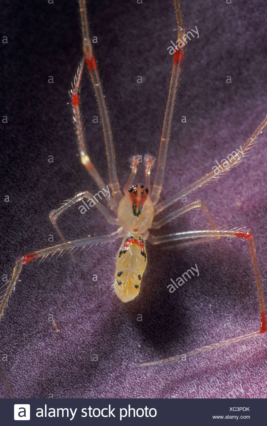 Grallator Stock Photos & Grallator Stock Images - Alamy