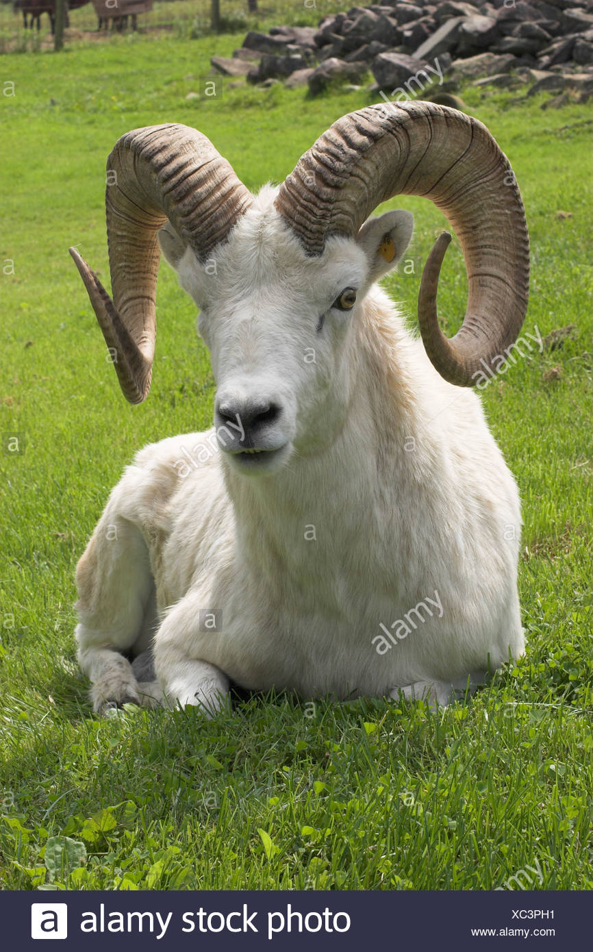 Curly Sheep Stock Photos & Curly Sheep Stock Images - Alamy