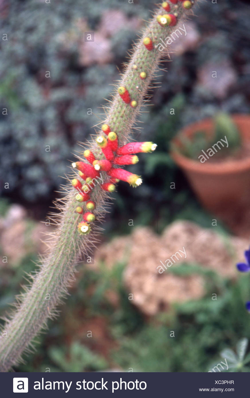 Tall Thin Cactus High Resolution Stock Photography and Images - Alamy
