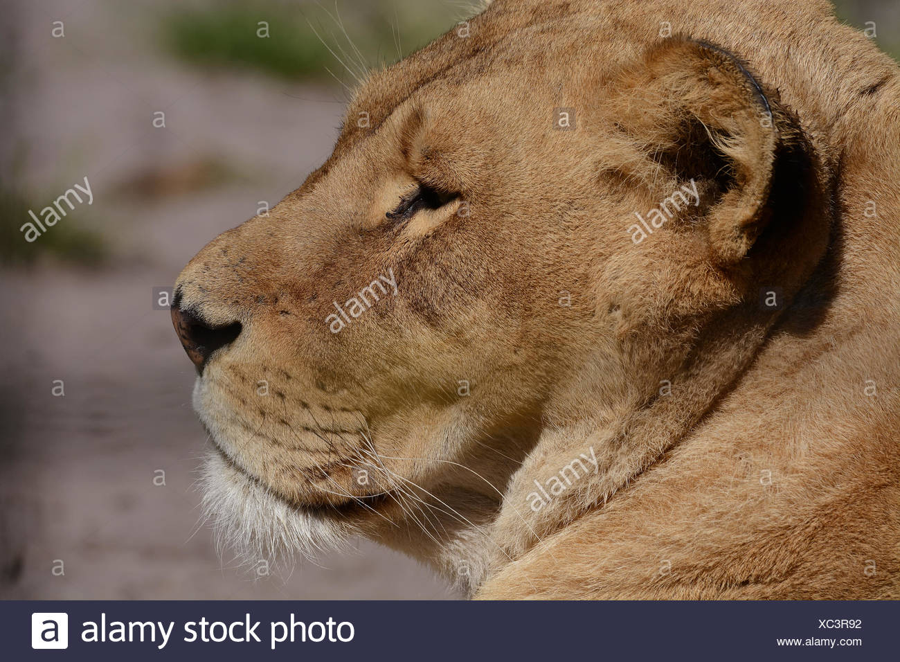Lioness Headshot Stock Photos & Lioness Headshot Stock Images - Alamy