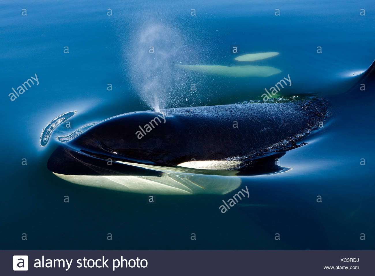 Adult Spouting At Surface High Resolution Stock Photography and Images ...