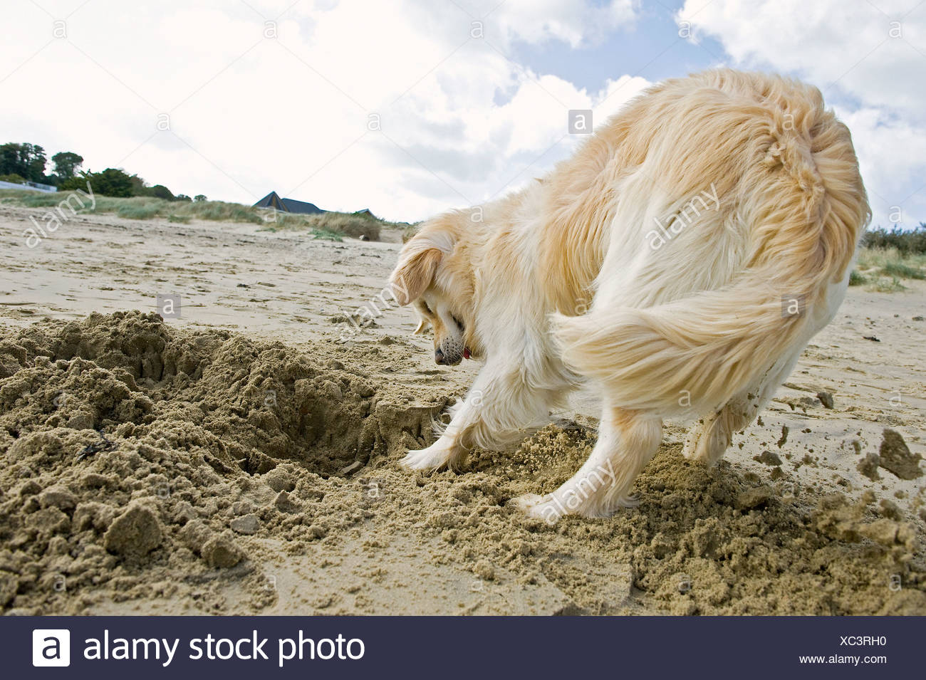 Golden Retriever Digging High Resolution Stock Photography and Images ...