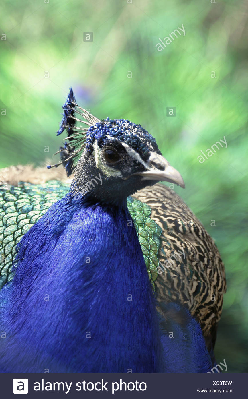 Peachick Stock Photos & Peachick Stock Images - Alamy
