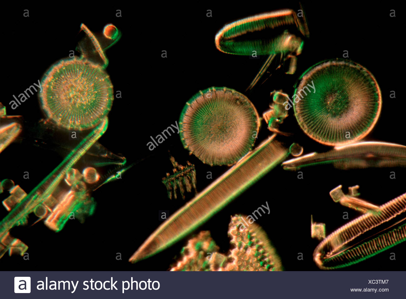 Bacillariophyta High Resolution Stock Photography and Images - Alamy
