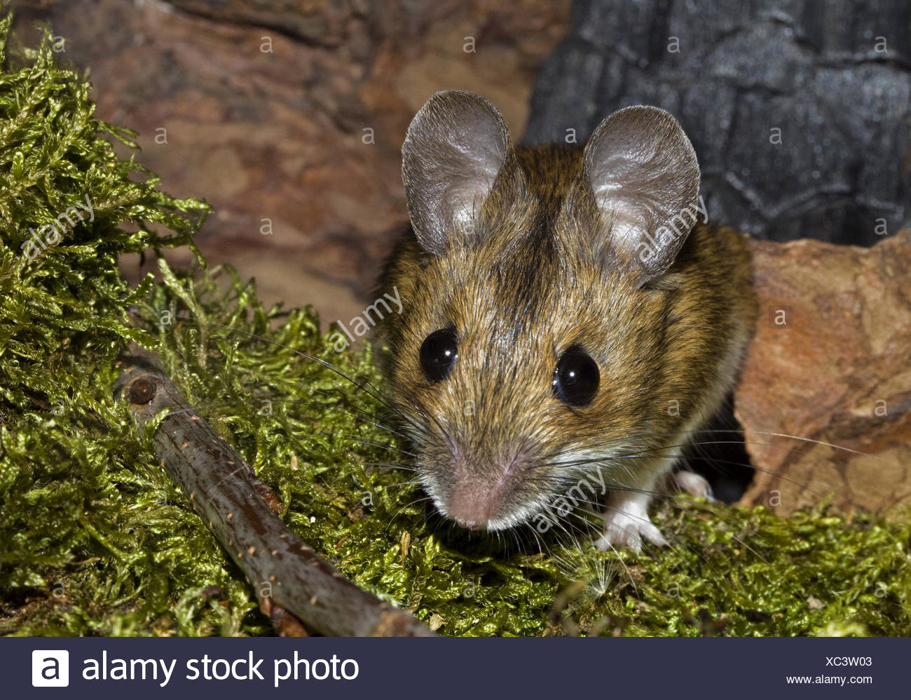 Field Mice High Resolution Stock Photography and Images - Alamy