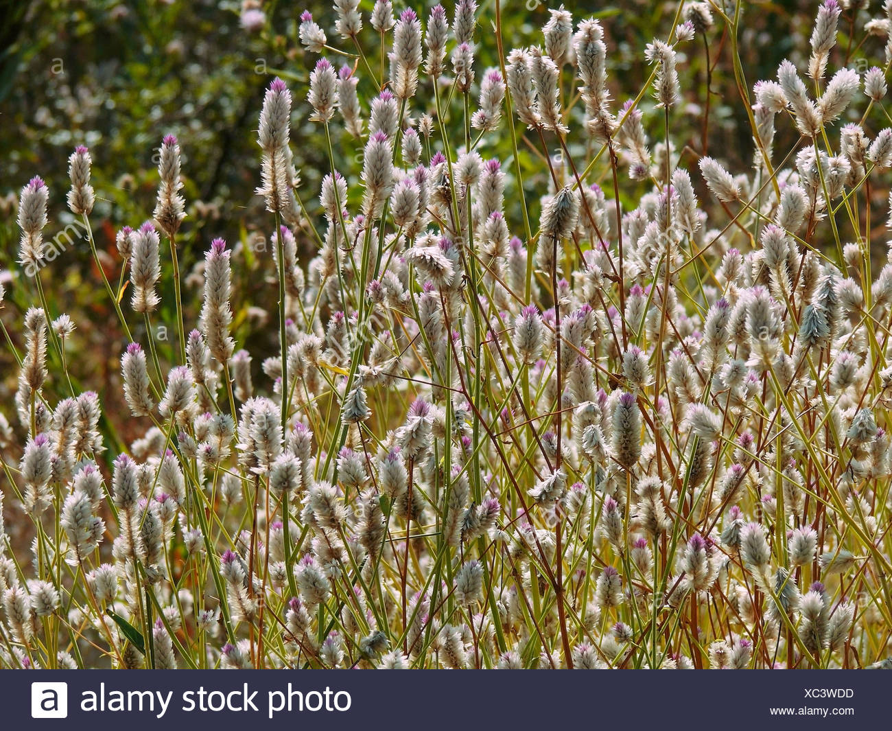 Family Amaranthaceae High Resolution Stock Photography and Images - Alamy