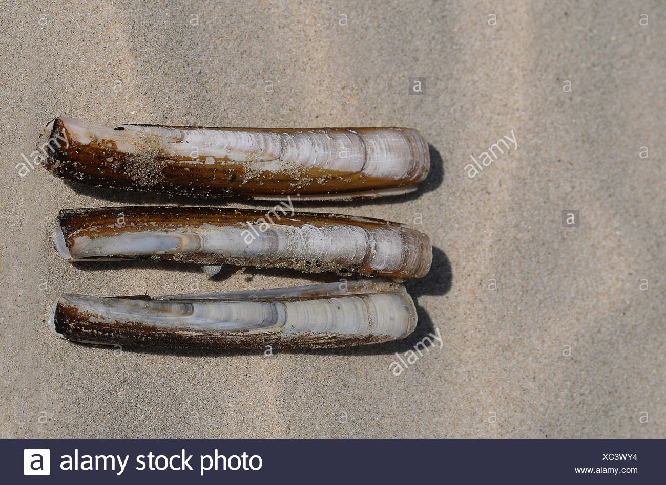 Ensis Directus High Resolution Stock Photography and Images - Alamy