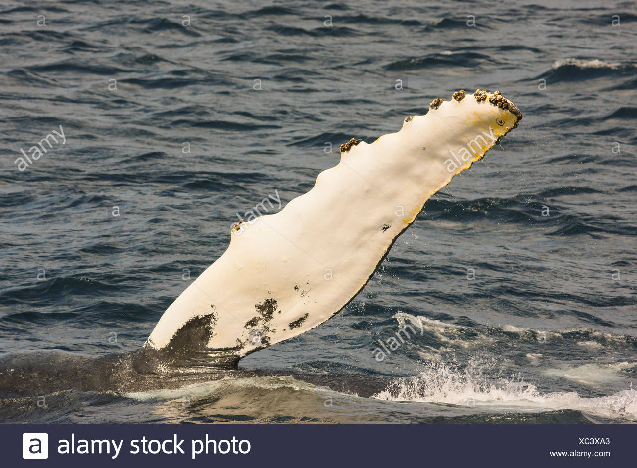 Flipper Stock Photos & Flipper Stock Images - Alamy