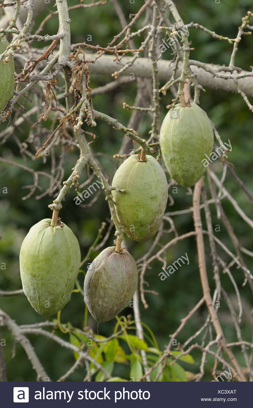 Fruits Of Kapok Tree High Resolution Stock Photography and Images - Alamy