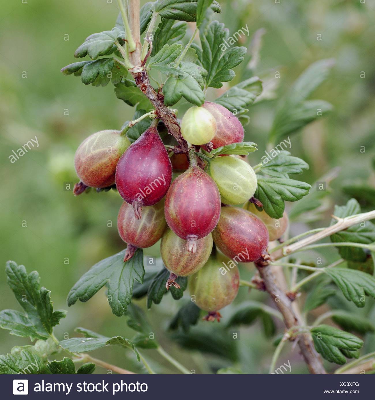 Red Gooseberry High Resolution Stock Photography and Images - Alamy