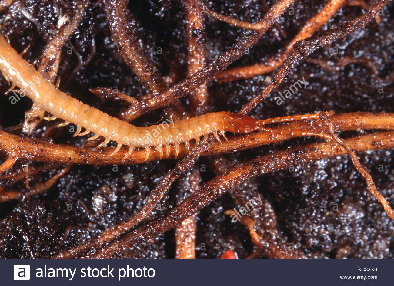 Geophilus Stock Photos & Geophilus Stock Images - Alamy