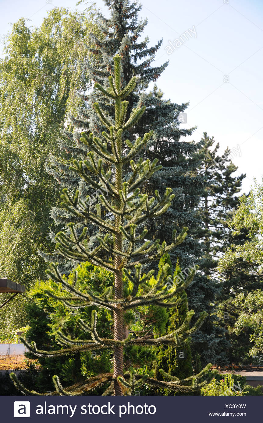 Araucaria Araucana Flower Stock Photos & Araucaria Araucana Flower ...
