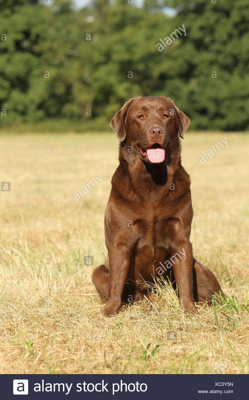 Adult Chocolate Labrador Retriever Sitting High Resolution Stock ...