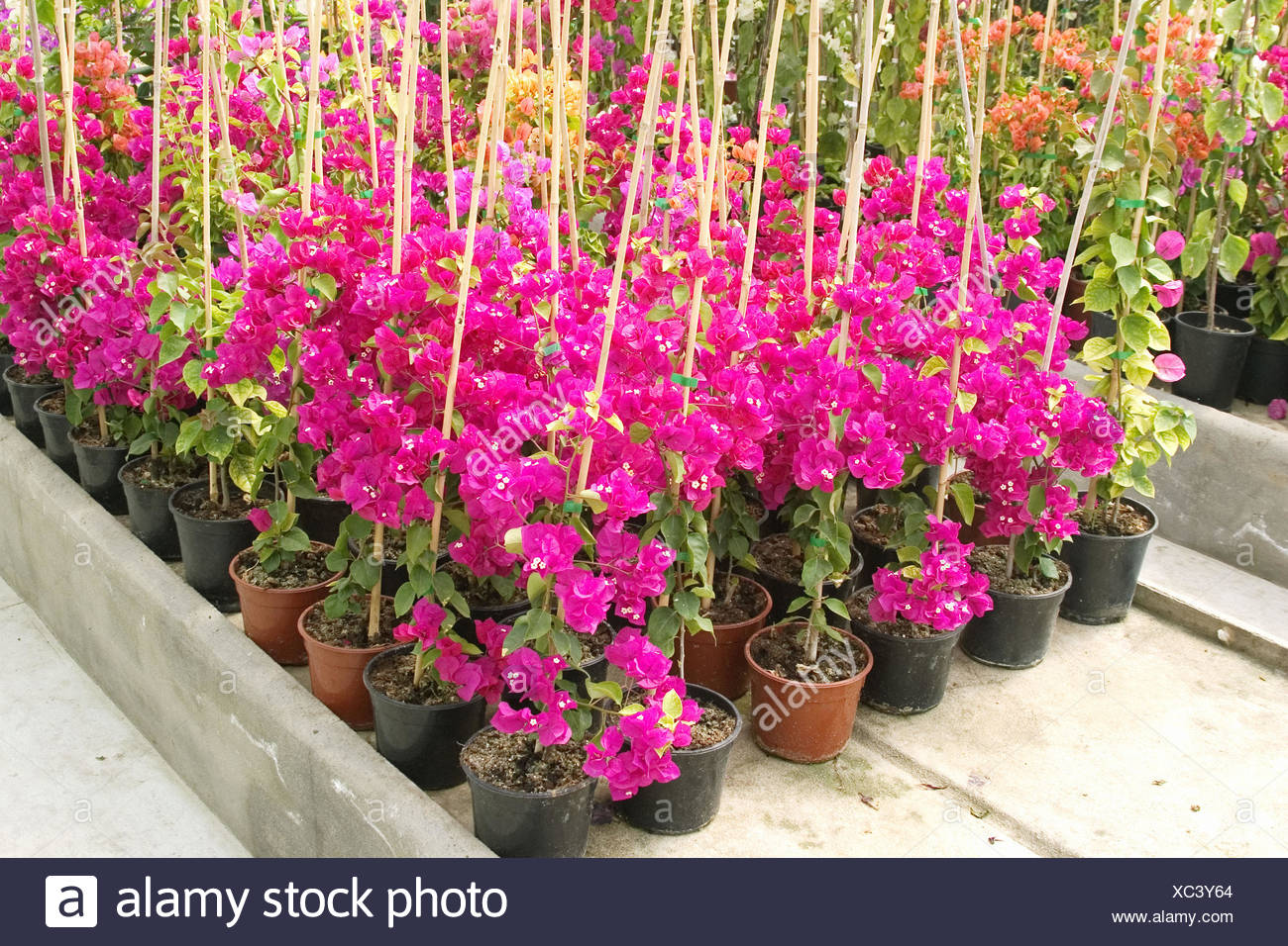 Bougainvillea Sp High Resolution Stock Photography and Images - Alamy