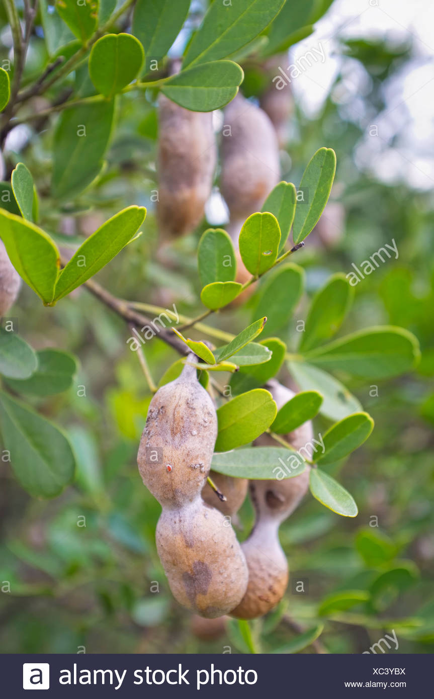 Sophora Tree High Resolution Stock Photography and Images - Alamy