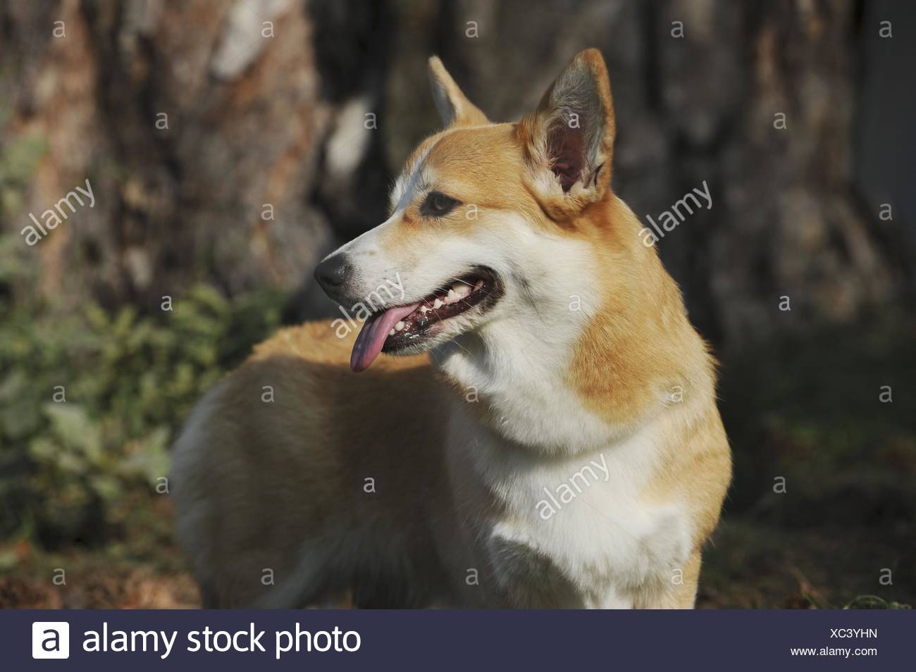Welsh Dog Breed High Resolution Stock Photography and Images - Alamy