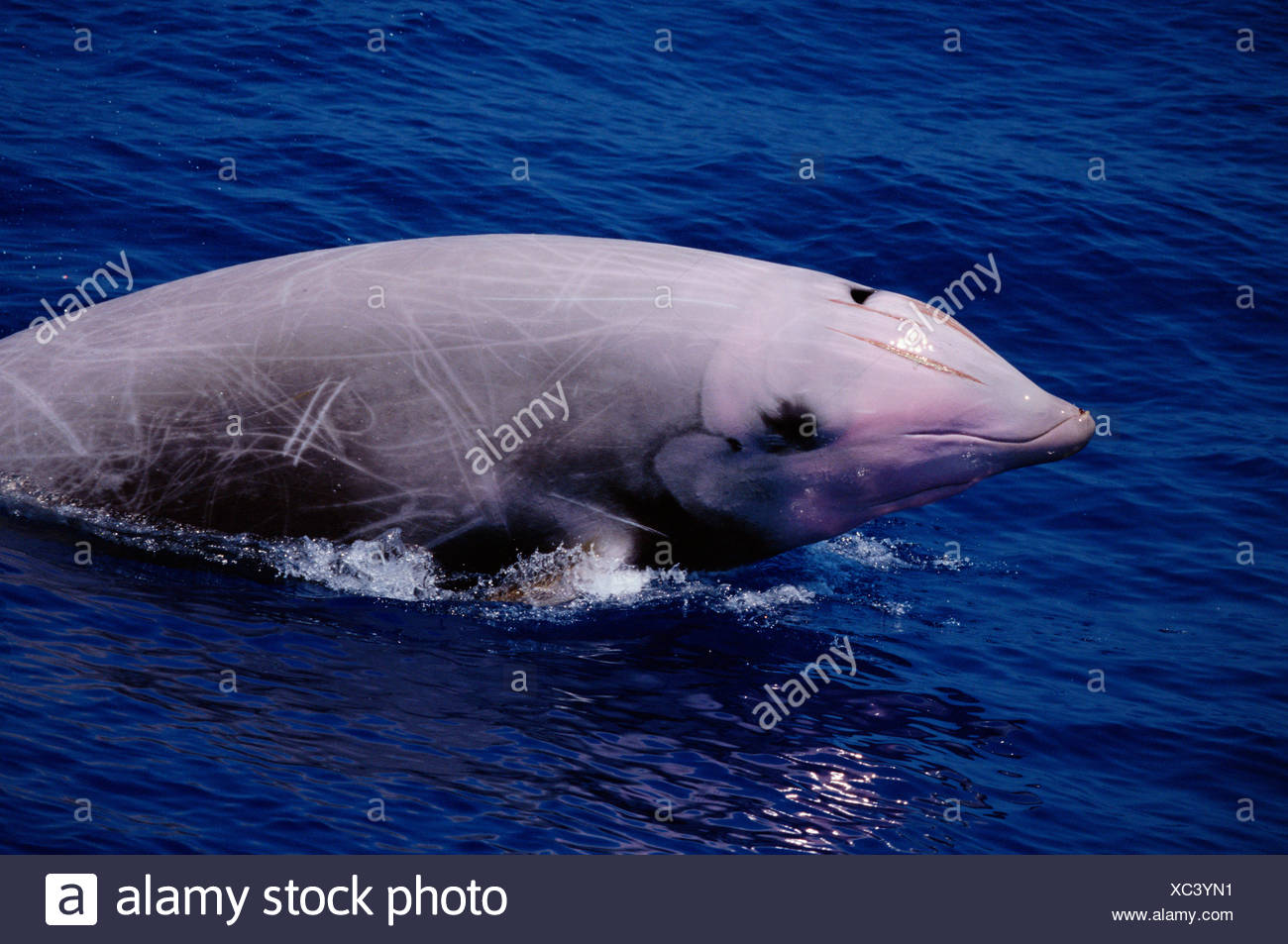 Cuviers Beaked Whale High Resolution Stock Photography and Images - Alamy