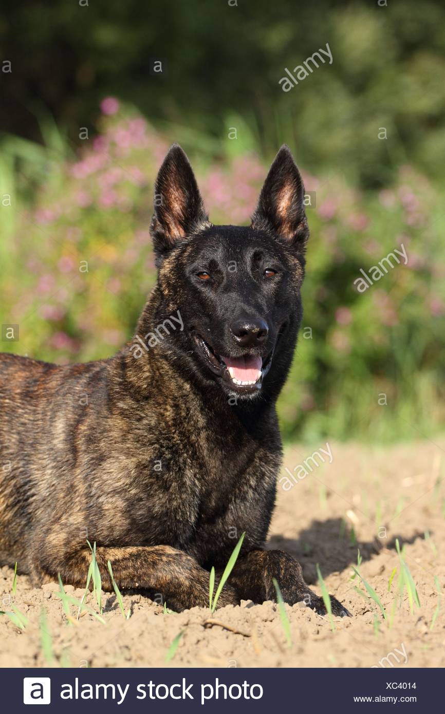 Dutch Herder High Resolution Stock Photography and Images - Alamy