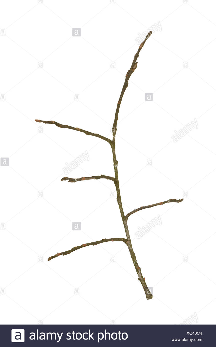 Salix Cinerea High Resolution Stock Photography and Images - Alamy