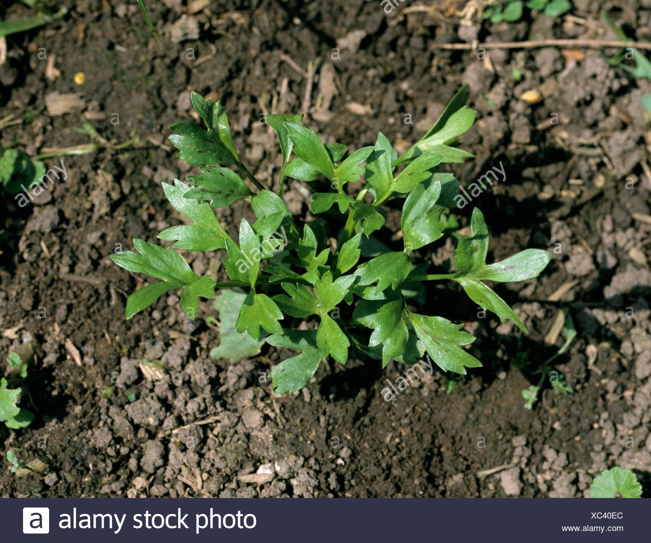 Corn Buttercup High Resolution Stock Photography and Images - Alamy