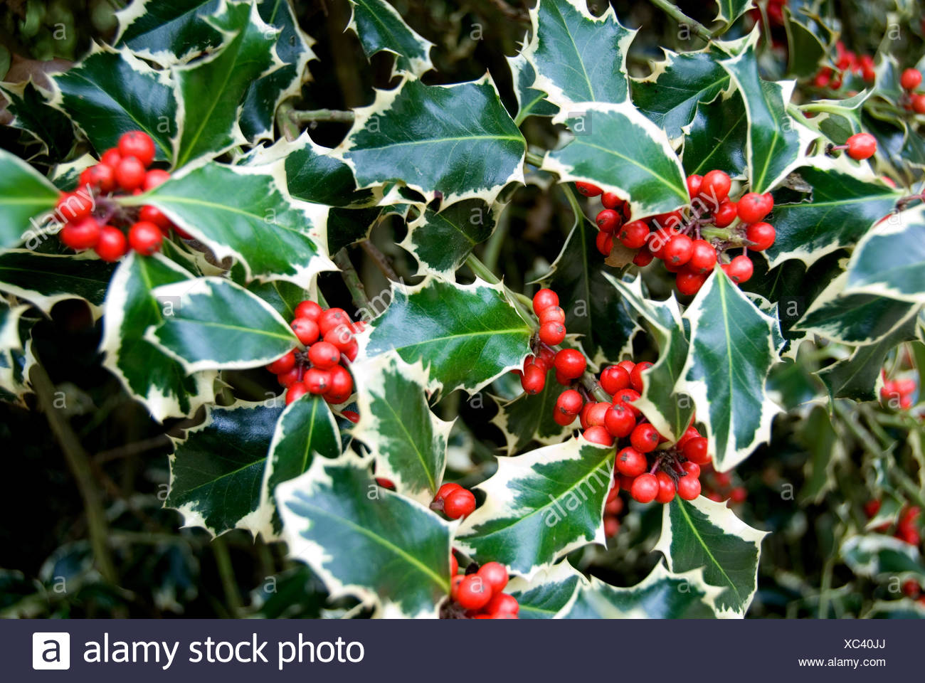 Spikey Leaves High Resolution Stock Photography and Images - Alamy