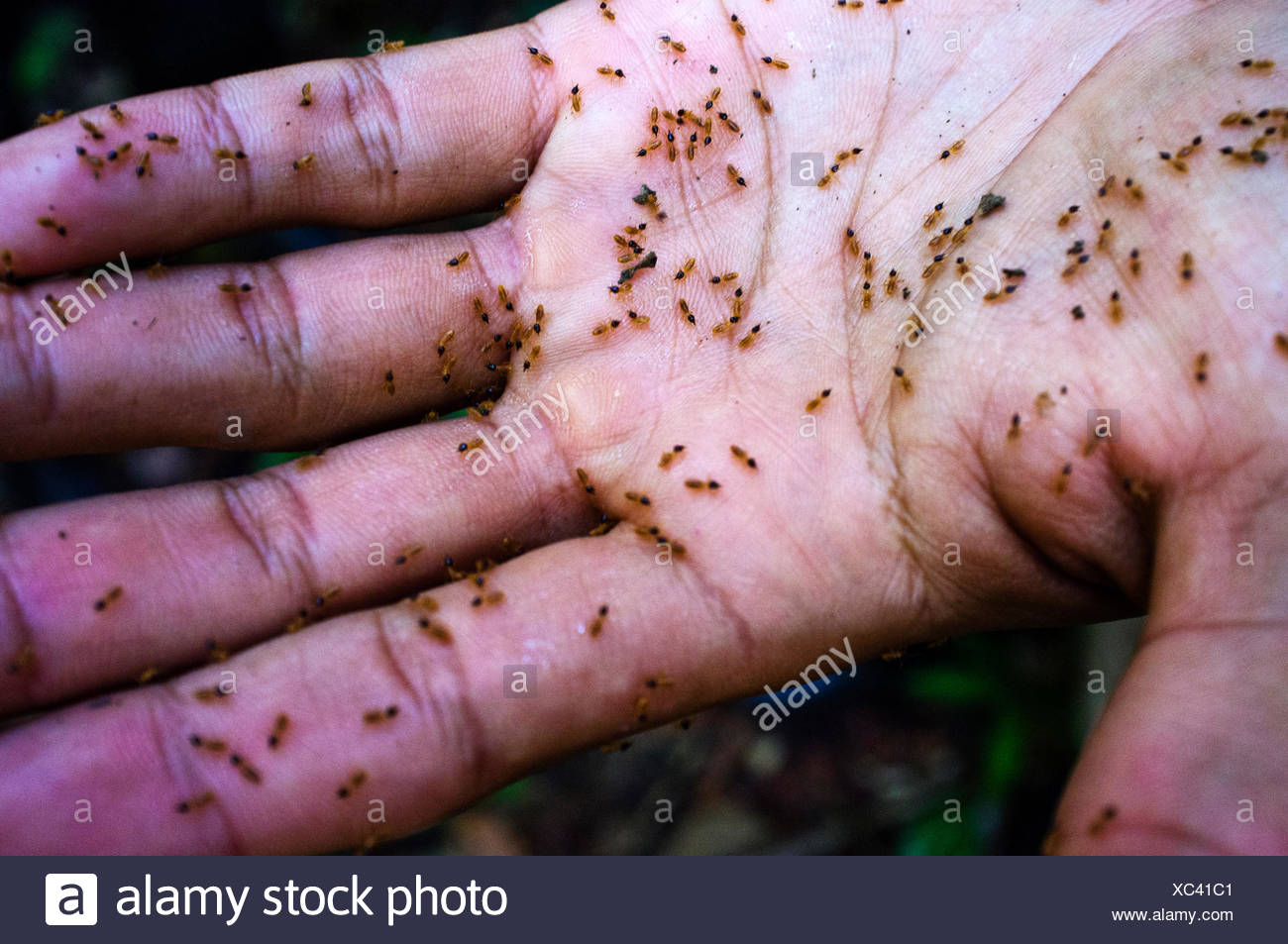 Termites In Rainforest High Resolution Stock Photography and Images - Alamy