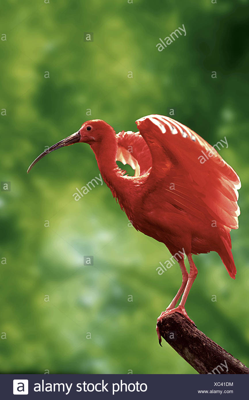 Scarlet Ibis High Resolution Stock Photography and Images - Alamy