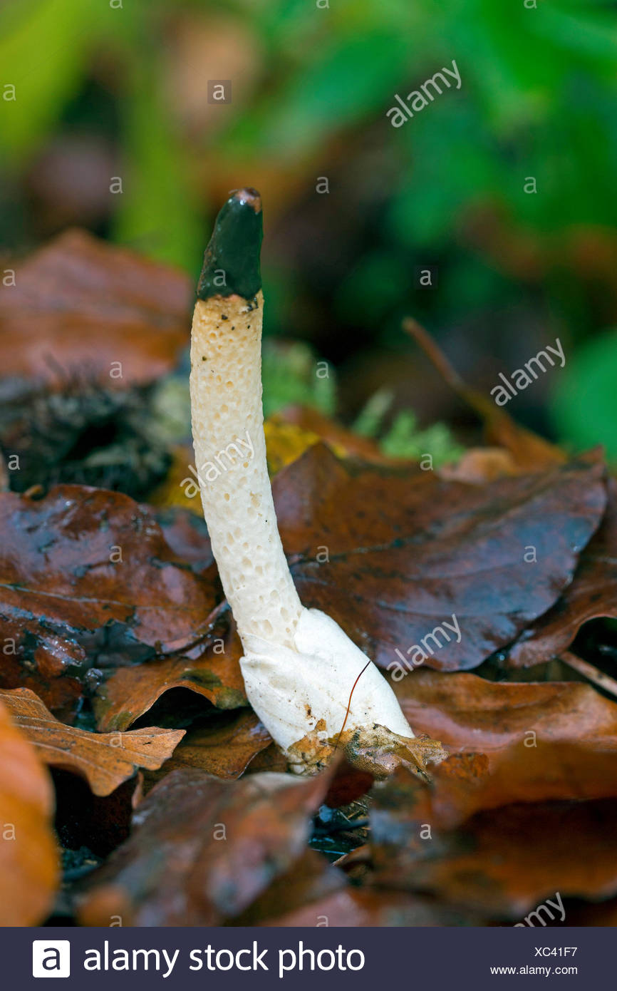 Mutinus Caninus High Resolution Stock Photography and Images - Alamy