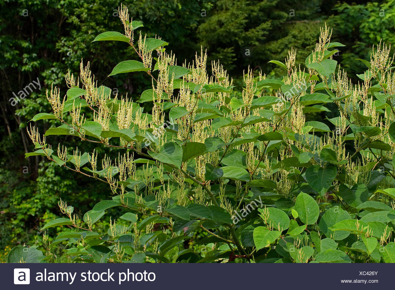 Knotweed High Resolution Stock Photography and Images - Alamy