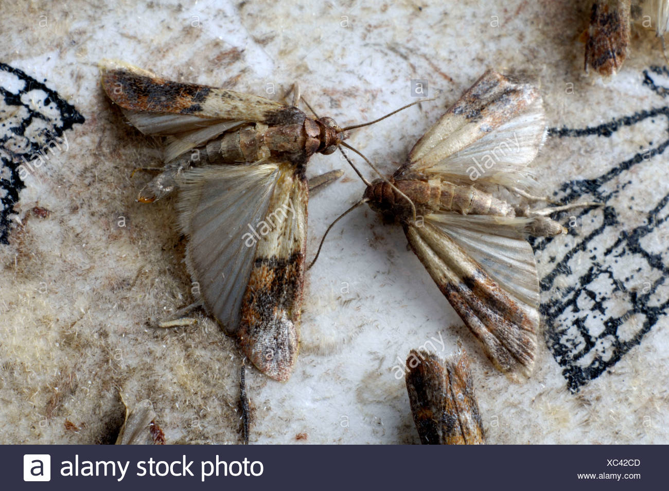 Interpunctella High Resolution Stock Photography and Images - Alamy